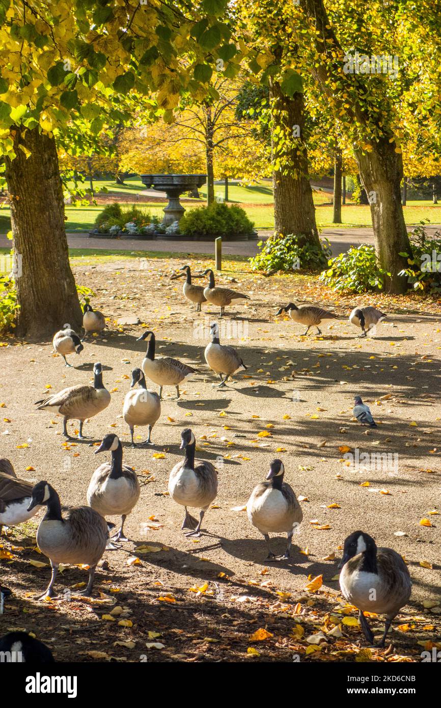 Canadian geese in the Pavilion park gardens at the Derbyshire Spa town ...