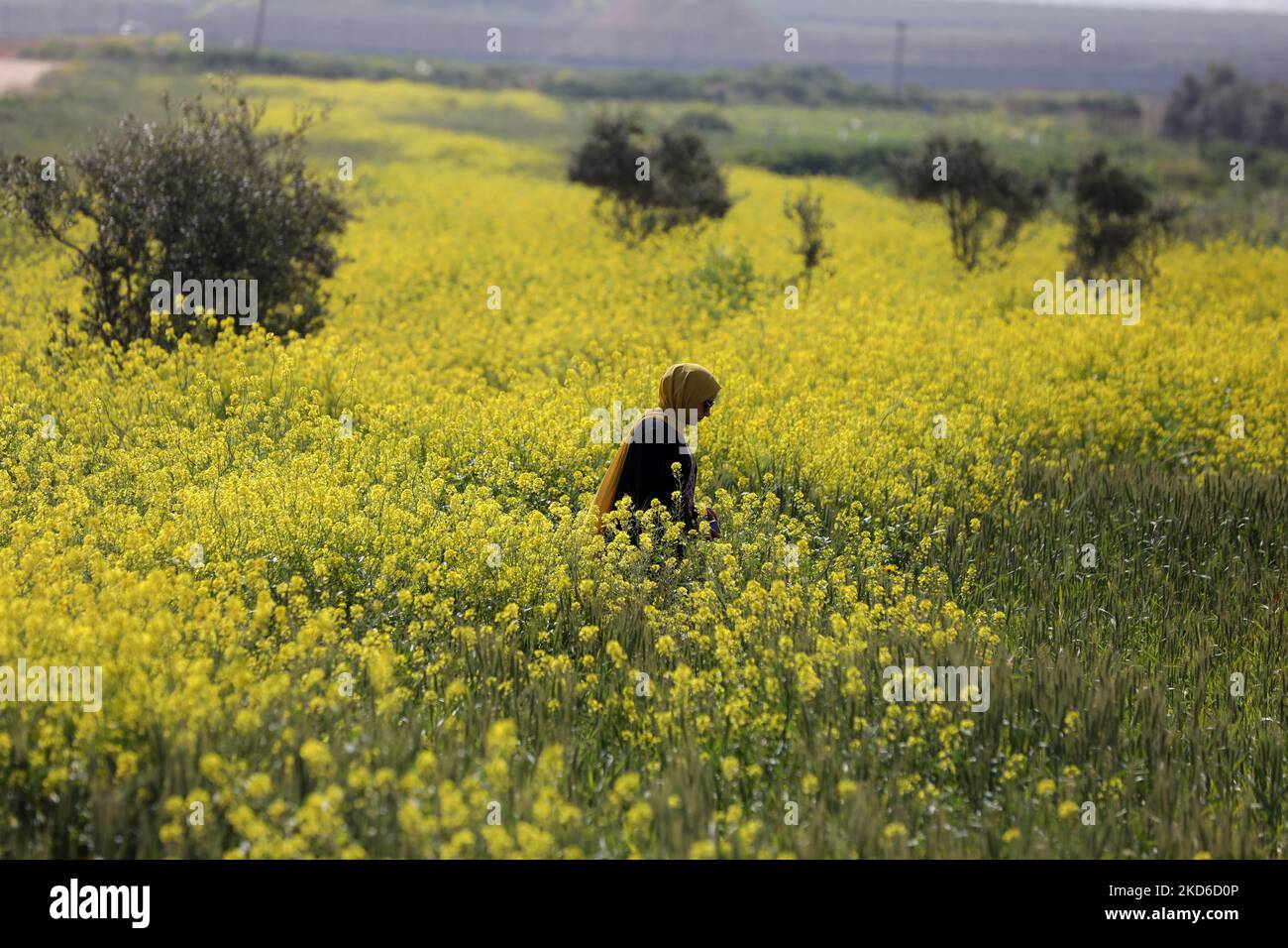 A Palestinian woman picks wild mustard flowers which grow in fields ...
