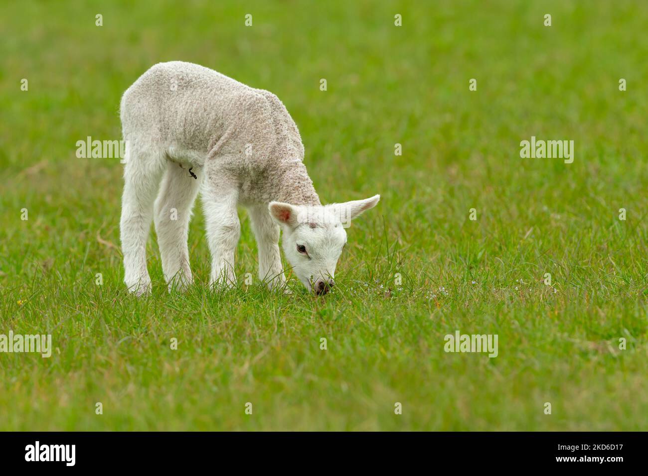 Close up of a cute, newborn lamb looking for her mum and bleating ...