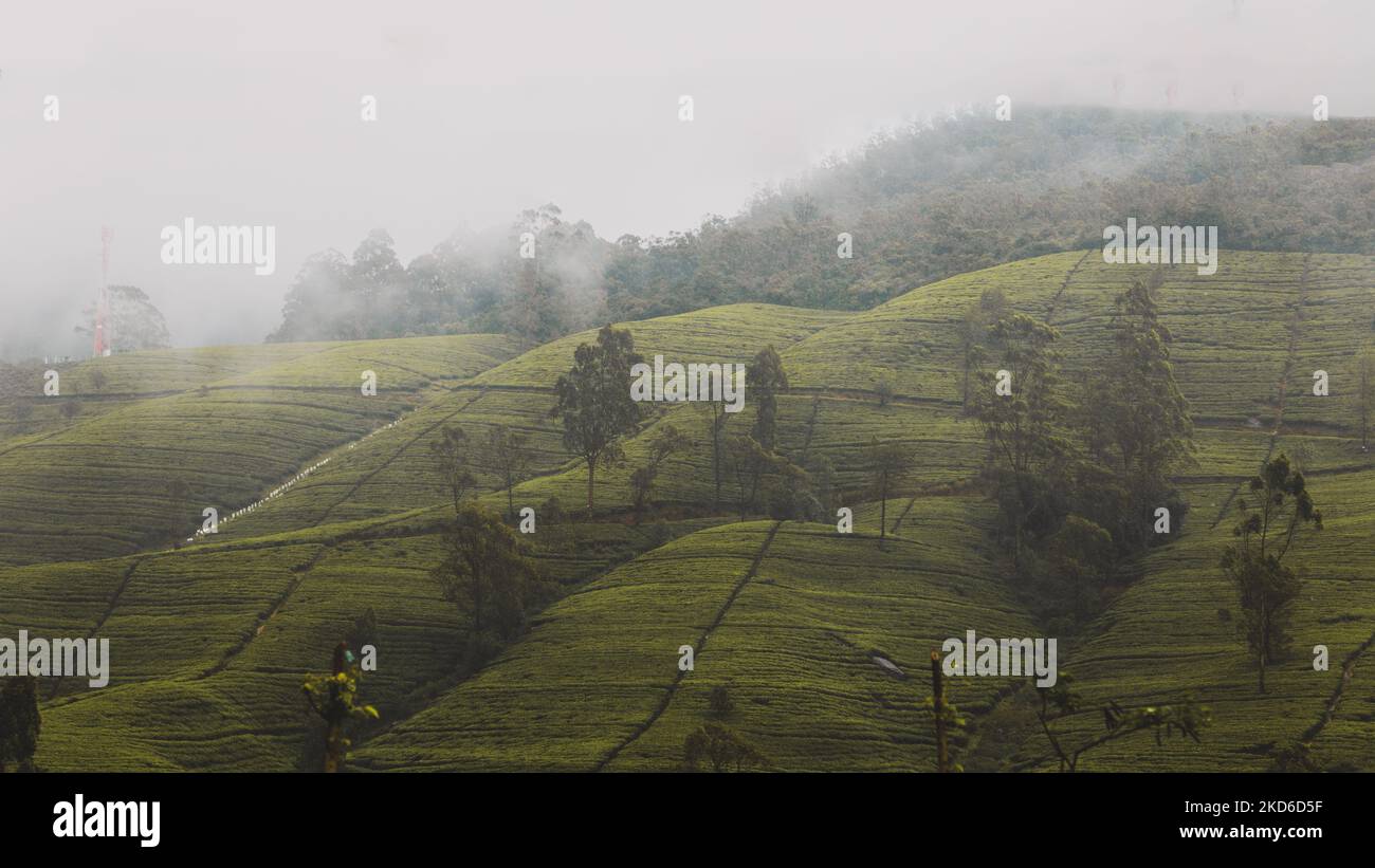 Misty Morning at the Tea Plantation Farm in Sri Lanka Stock Photo - Alamy