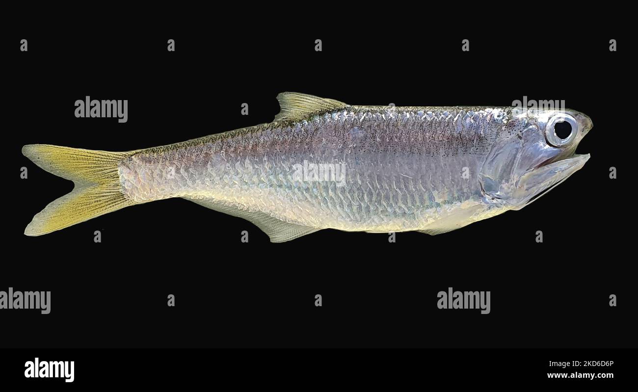 Fish photo on black background for commercial use Stock Photo - Alamy