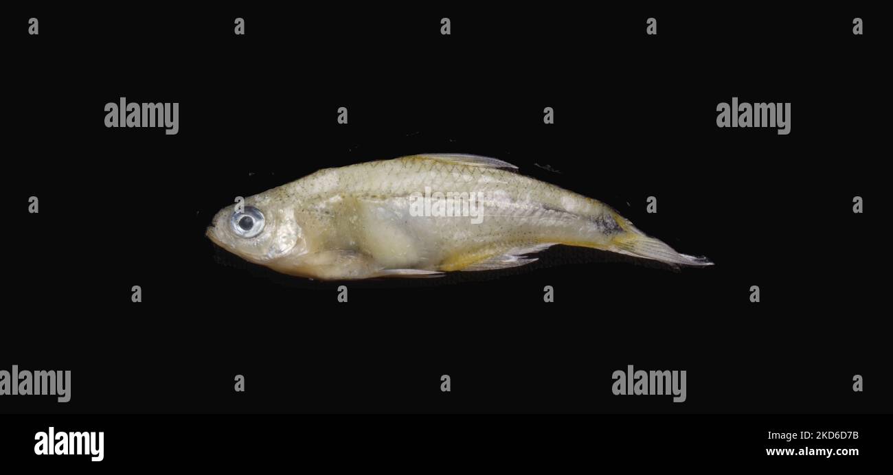 Fish photo on black background for commercial use Stock Photo - Alamy