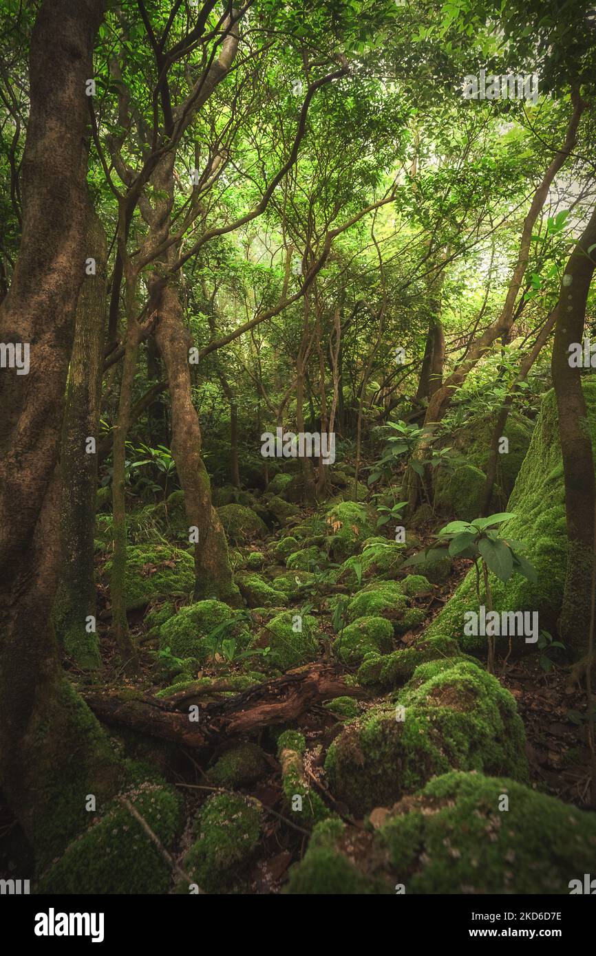 Magical forest you can find in hong kong Stock Photo - Alamy