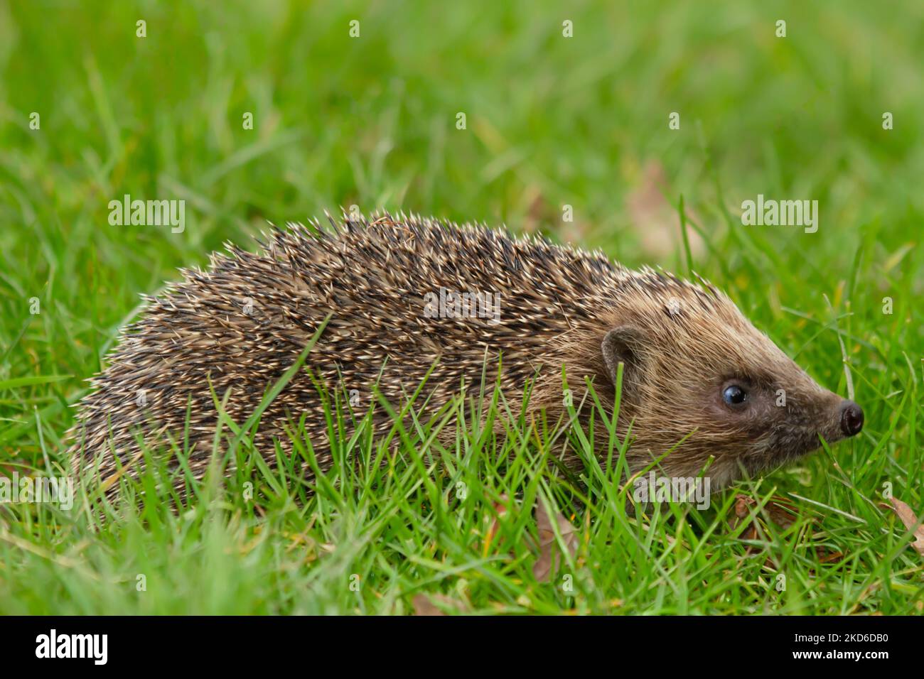 Wild, native hedgehog foraging in long green grass. Taken from within a ...