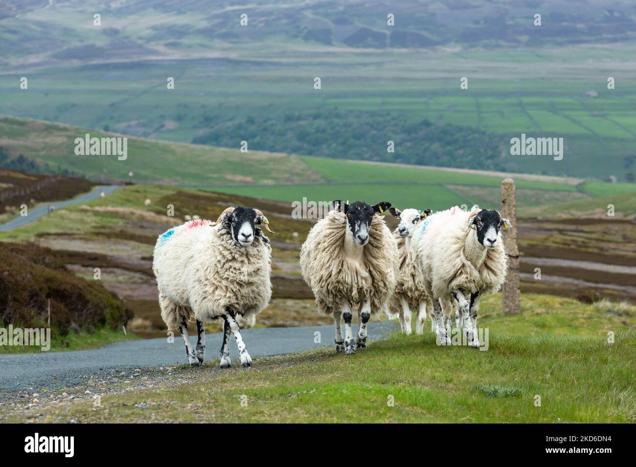 Swaledale ewes and Swaledale mule sheep free roaming on unfenced single ...