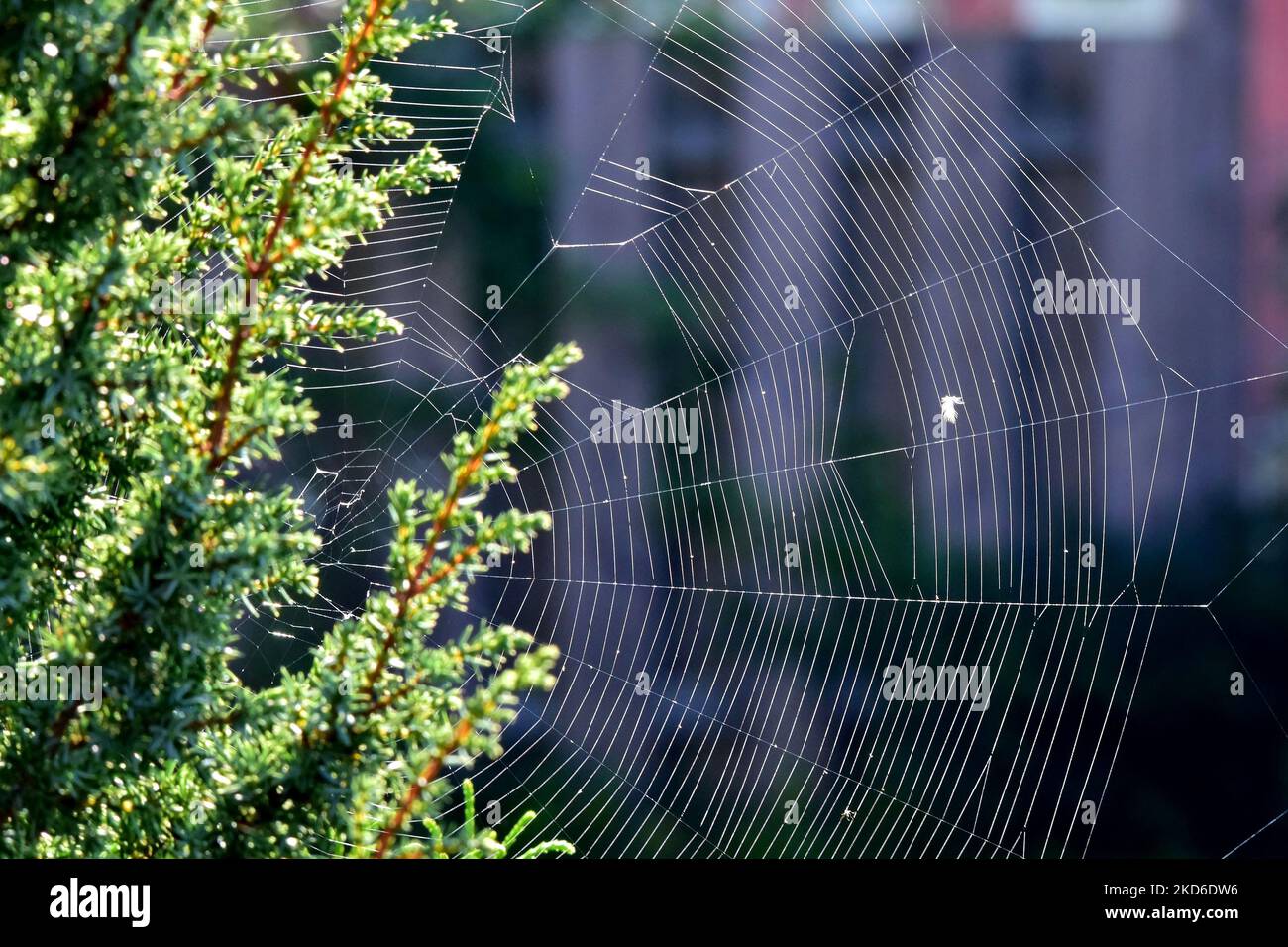 A closeup shot of the cobweb on the branches of a small tree Stock ...