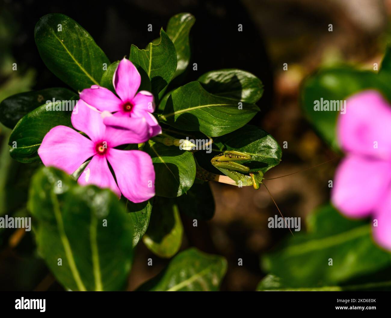 The praying mantis (Mantis religiosa) are carnivores known for their ...