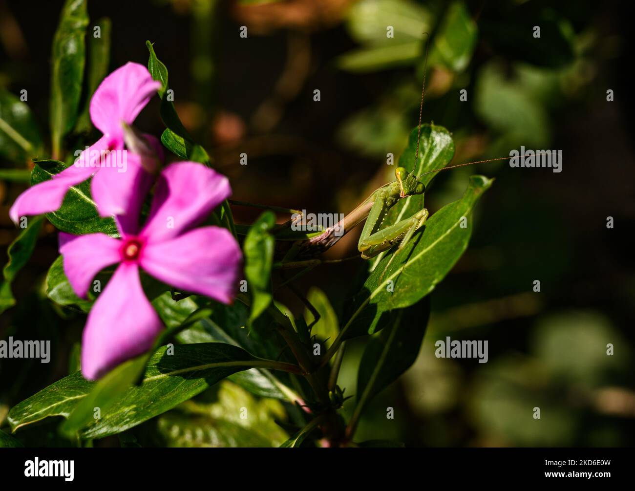 The praying mantis (Mantis religiosa) are carnivores known for their ...