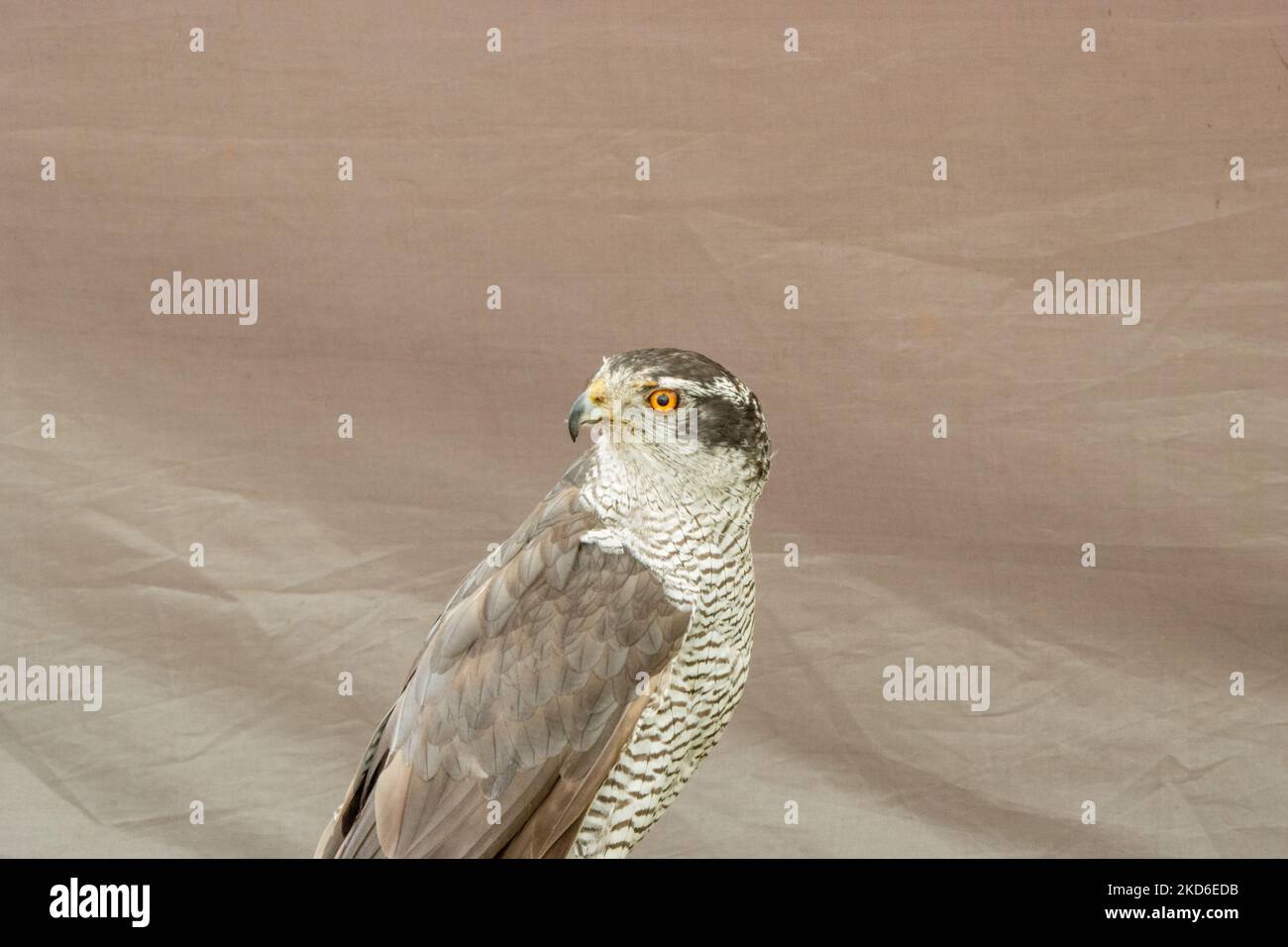 head and shoulders of a bird of prey on a plain background looking at ...