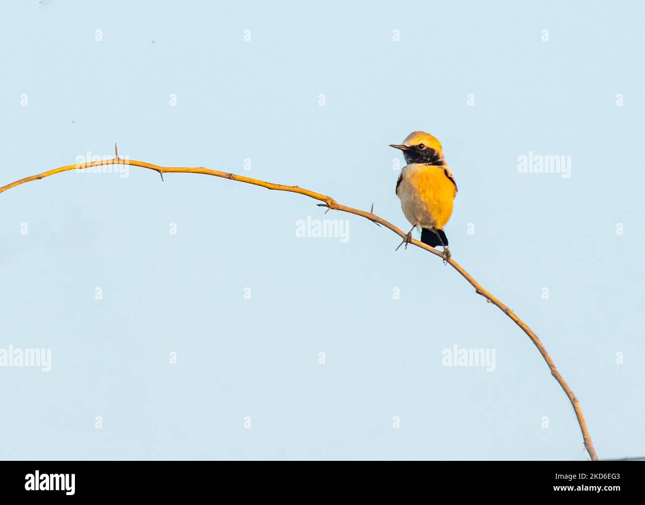 Northern wheatear tail hi-res stock photography and images - Alamy