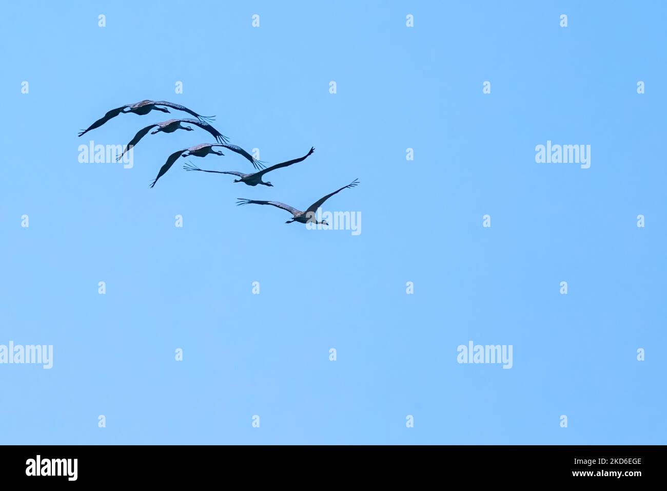 A Group of Common Cranes flying in sky Stock Photo - Alamy