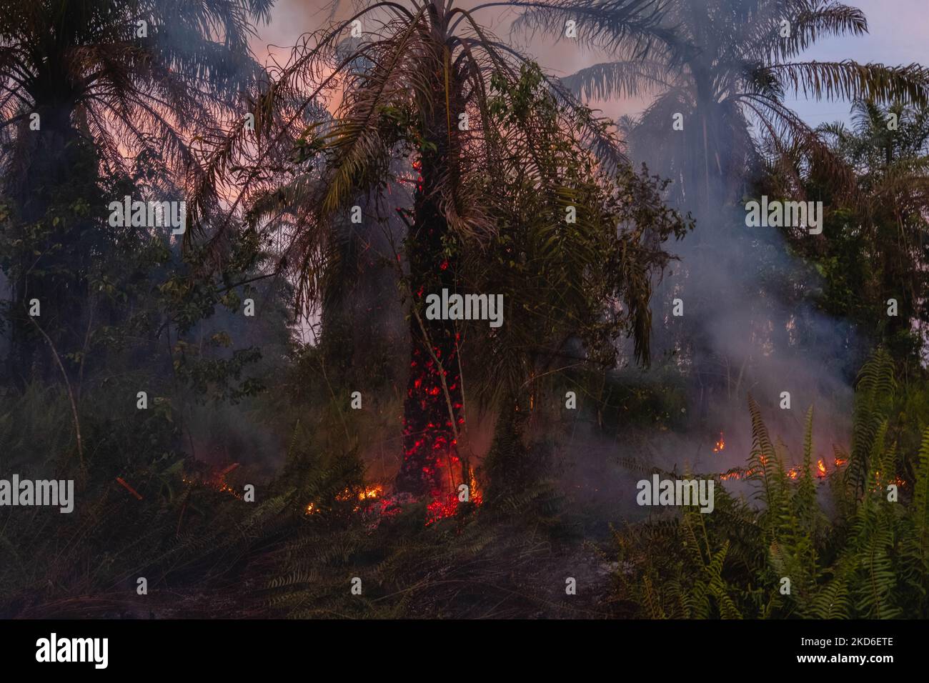 A view of peat land fire at Tanjung Kudu Villagge in Kampar, Riau ...