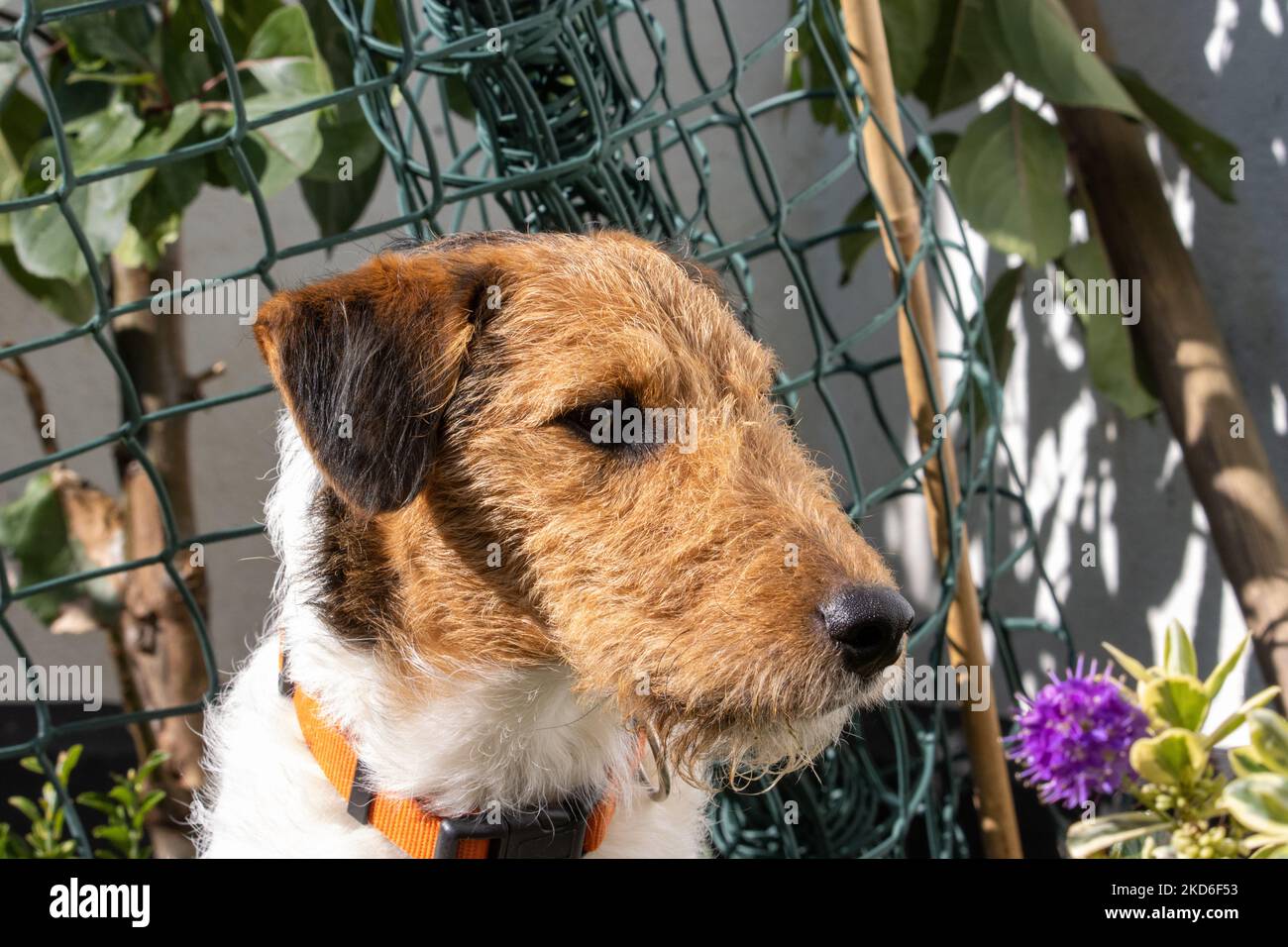 head in profile of a white and tan terrier sitting in the garden ...