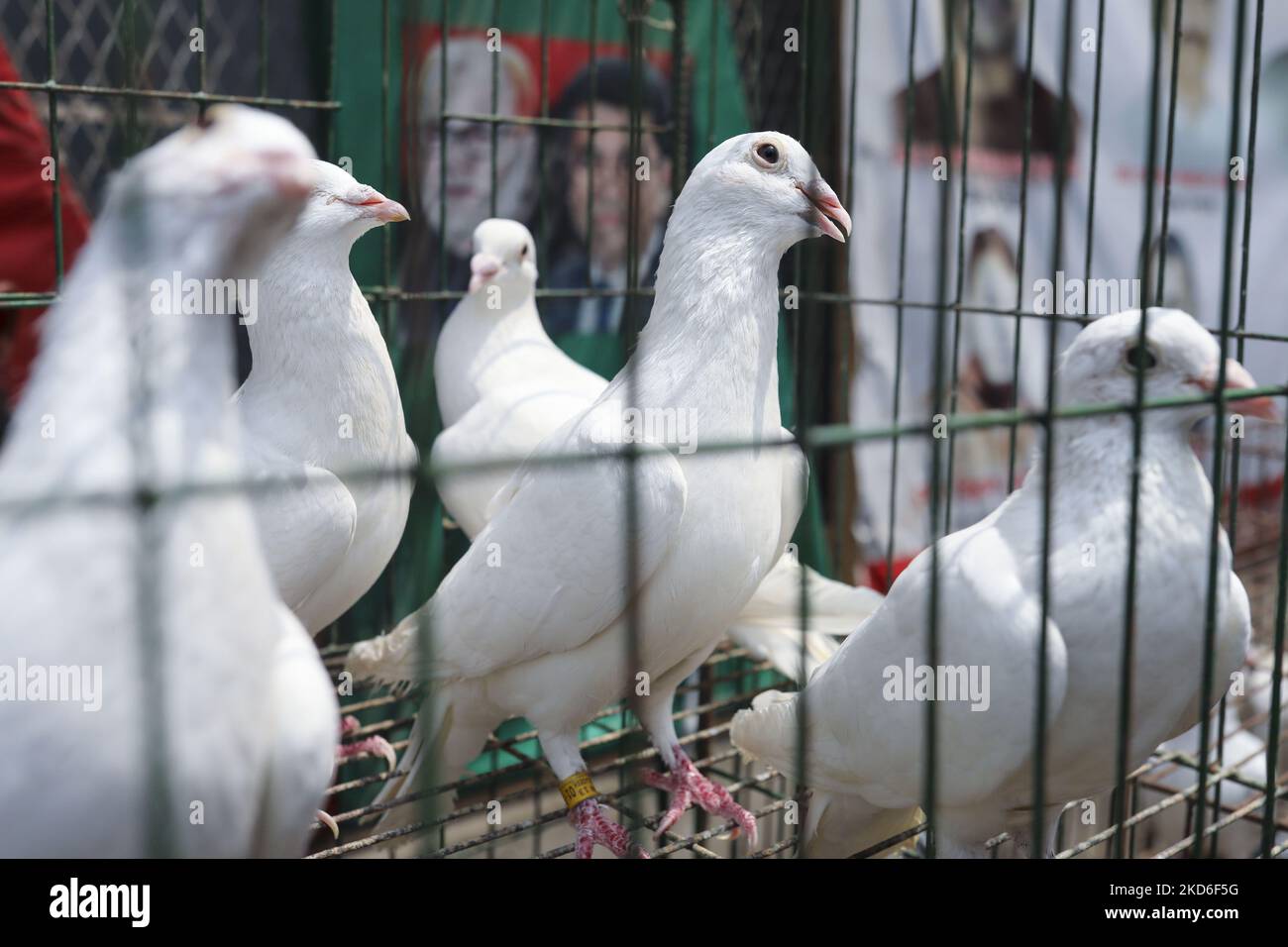 A weekly pigeon market is held under the Mayor Hanif flyover in every ...