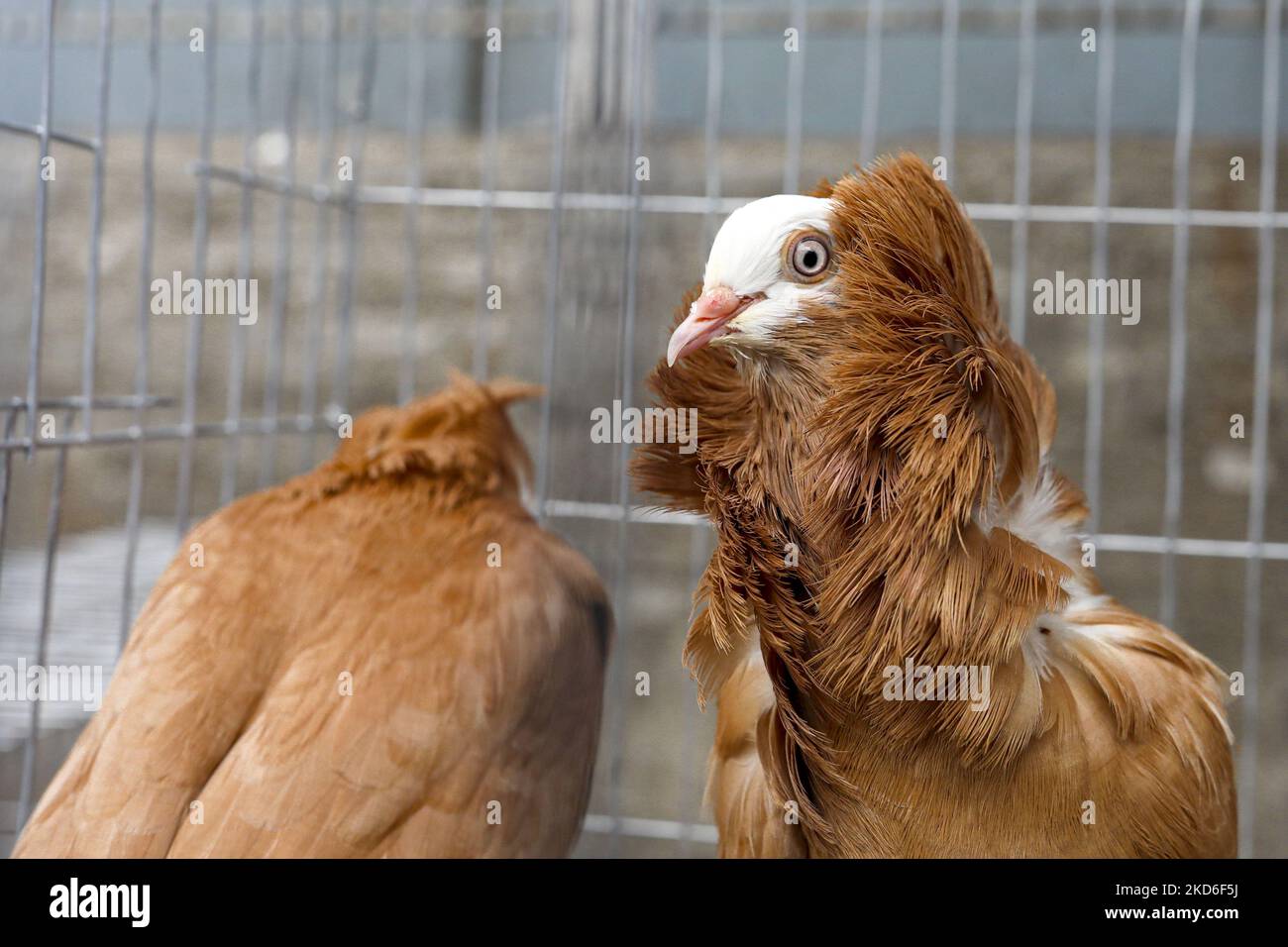 A weekly pigeon market is held under the Mayor Hanif flyover in every ...