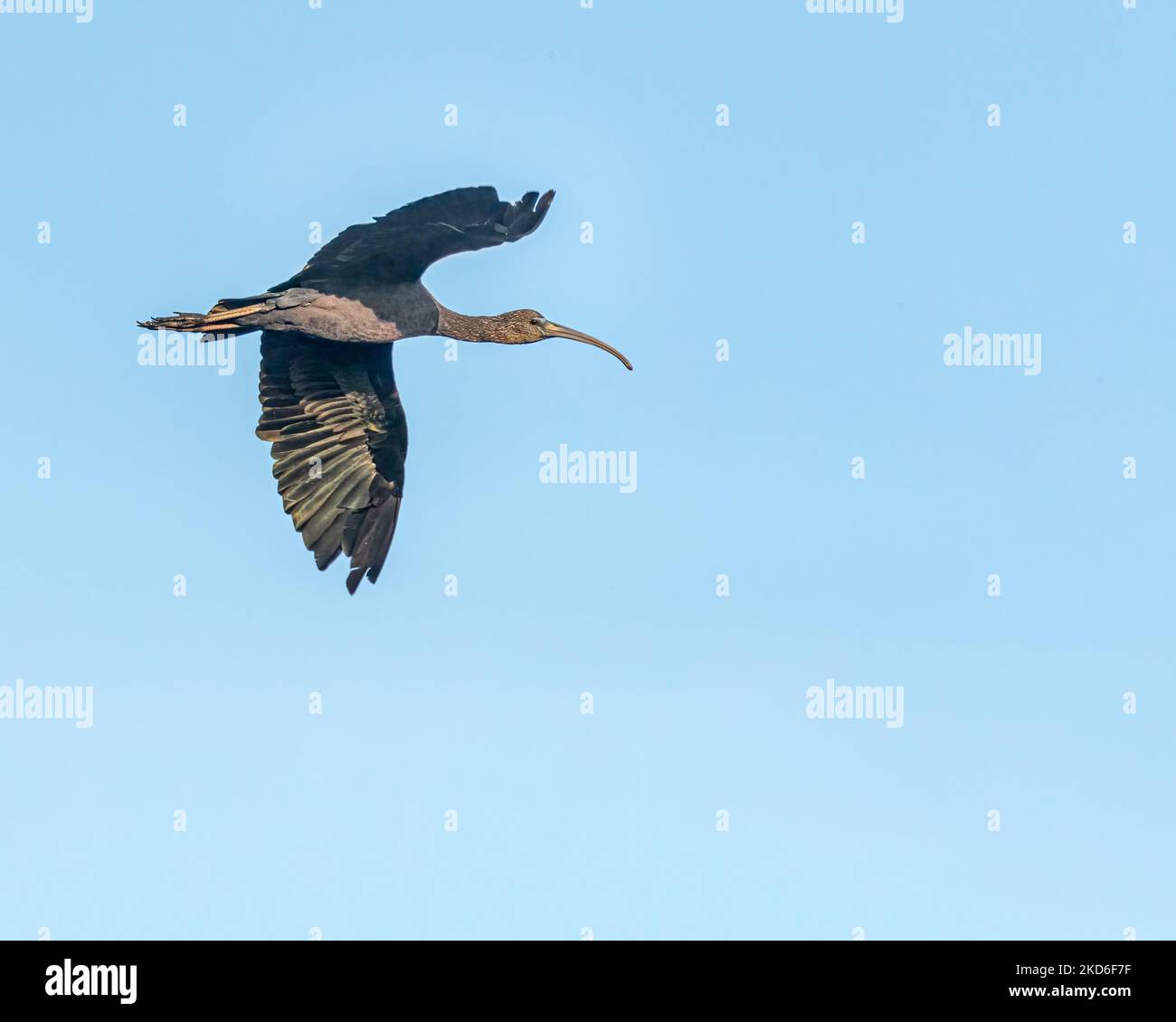 A Silky Ibis in flight with horizontal wings Stock Photo - Alamy