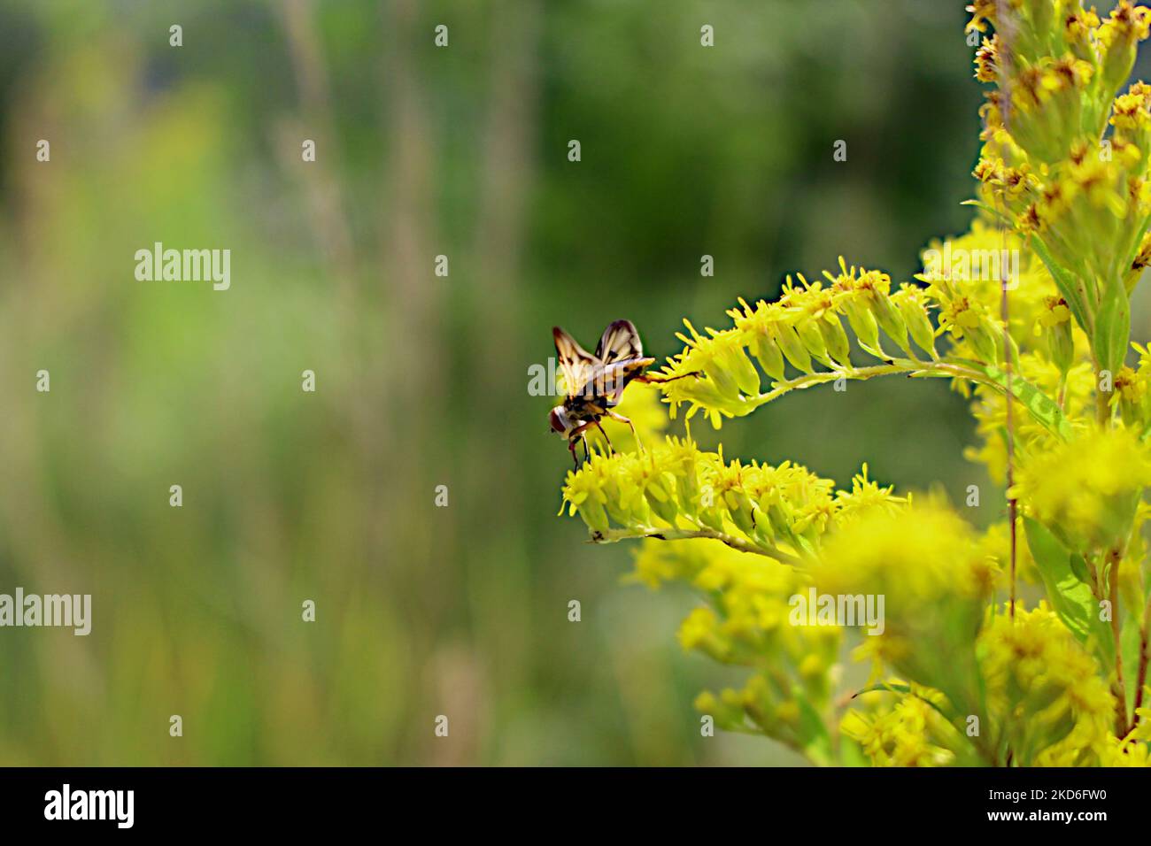 A selective focus shot of a small flying insect on a Canadian goldenrod ...