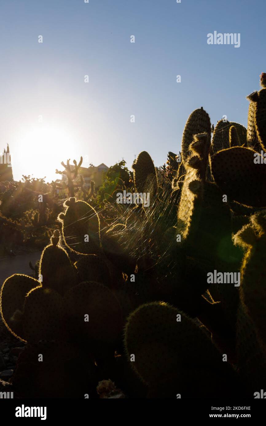 Cactus in egypt hi-res stock photography and images - Alamy