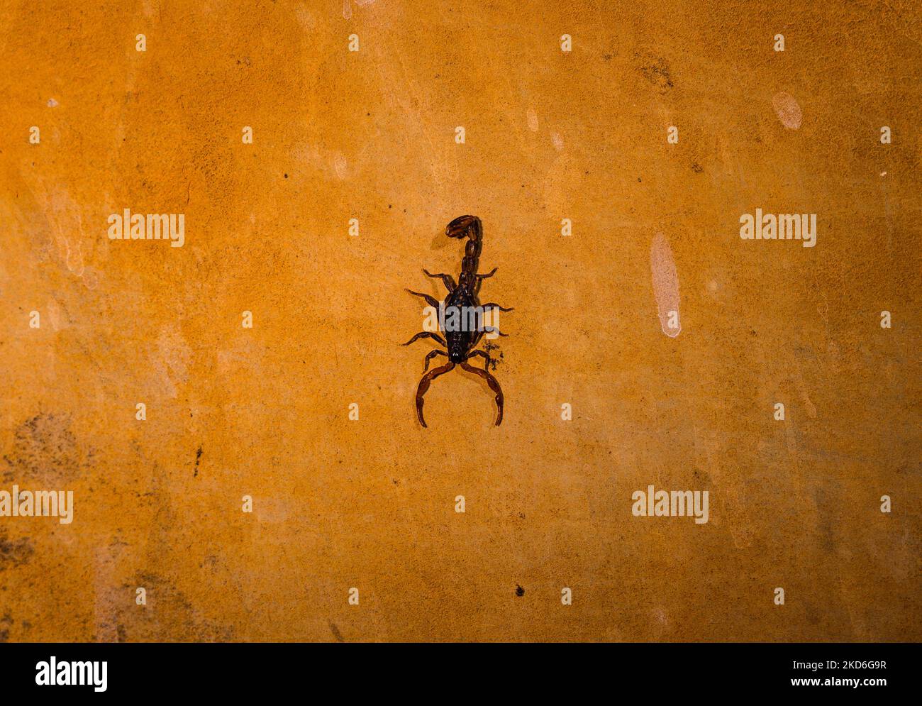 The world's most lethal scorpion, a young Indian red scorpion ...