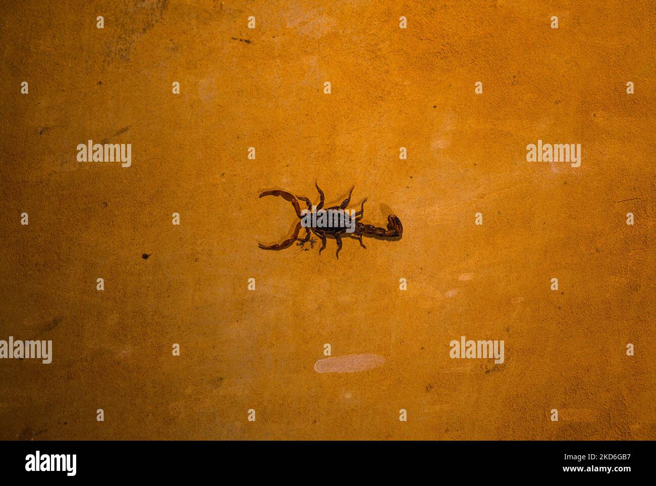 The world's most lethal scorpion, a young Indian red scorpion ...