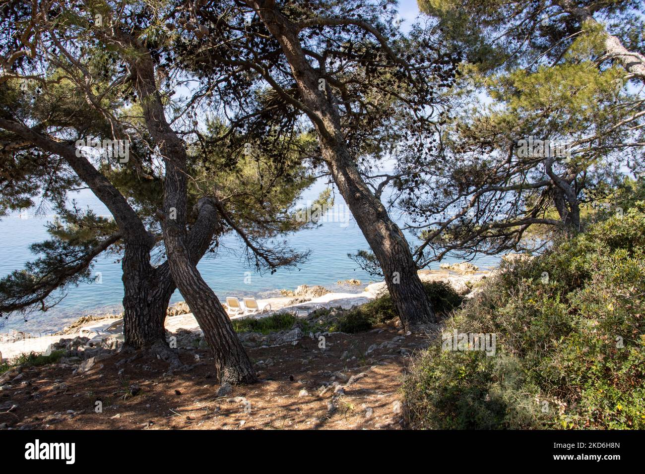 rock edge of an island near Rovinj, Croatia with pine trees, a clear ...