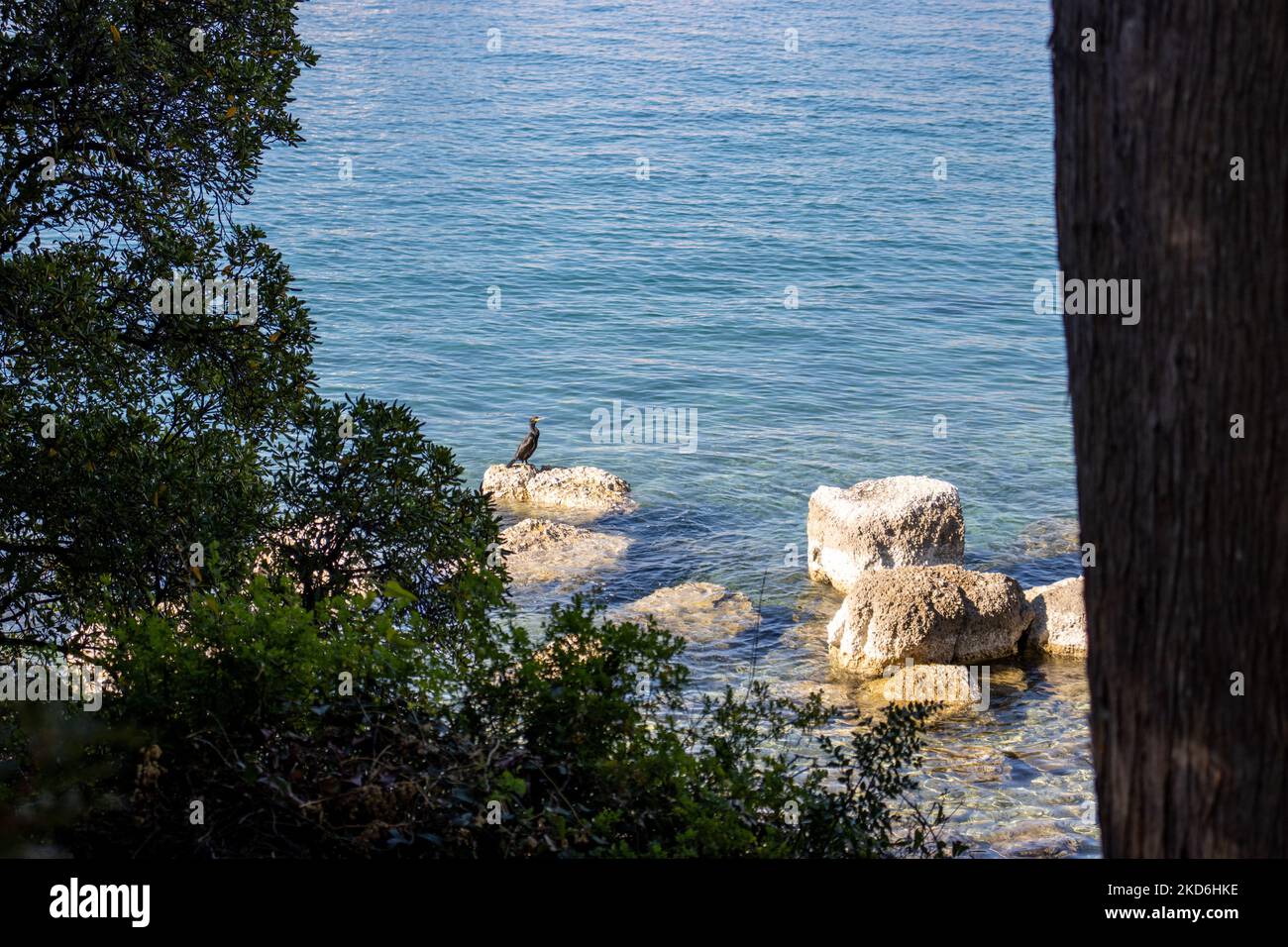 rock edge of an island near Rovinj, Croatia with pine trees, a clear ...