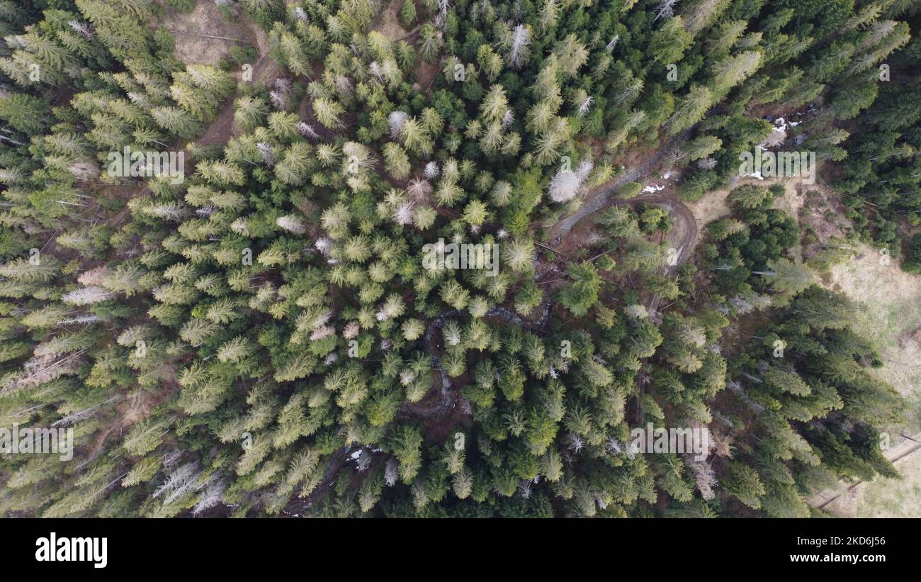 An aerial top view of a rainforest, texture of a forest, a drone ...