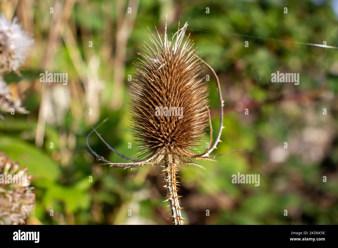 single dried Dipsacus species of Teasel isolated on a natural ...