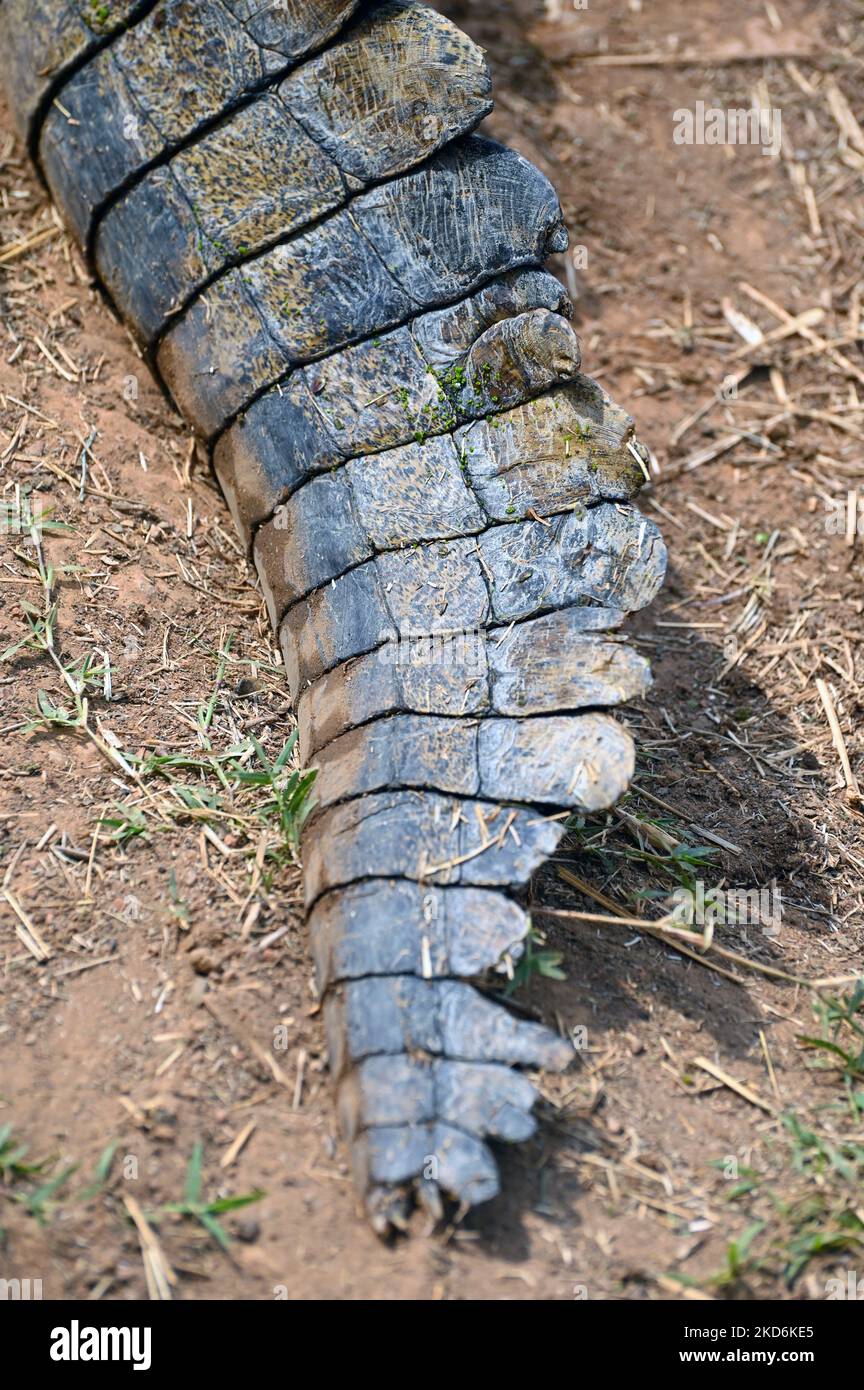Close up and detail of a crocodile tail of a Nile crocodile at Kalimba ...