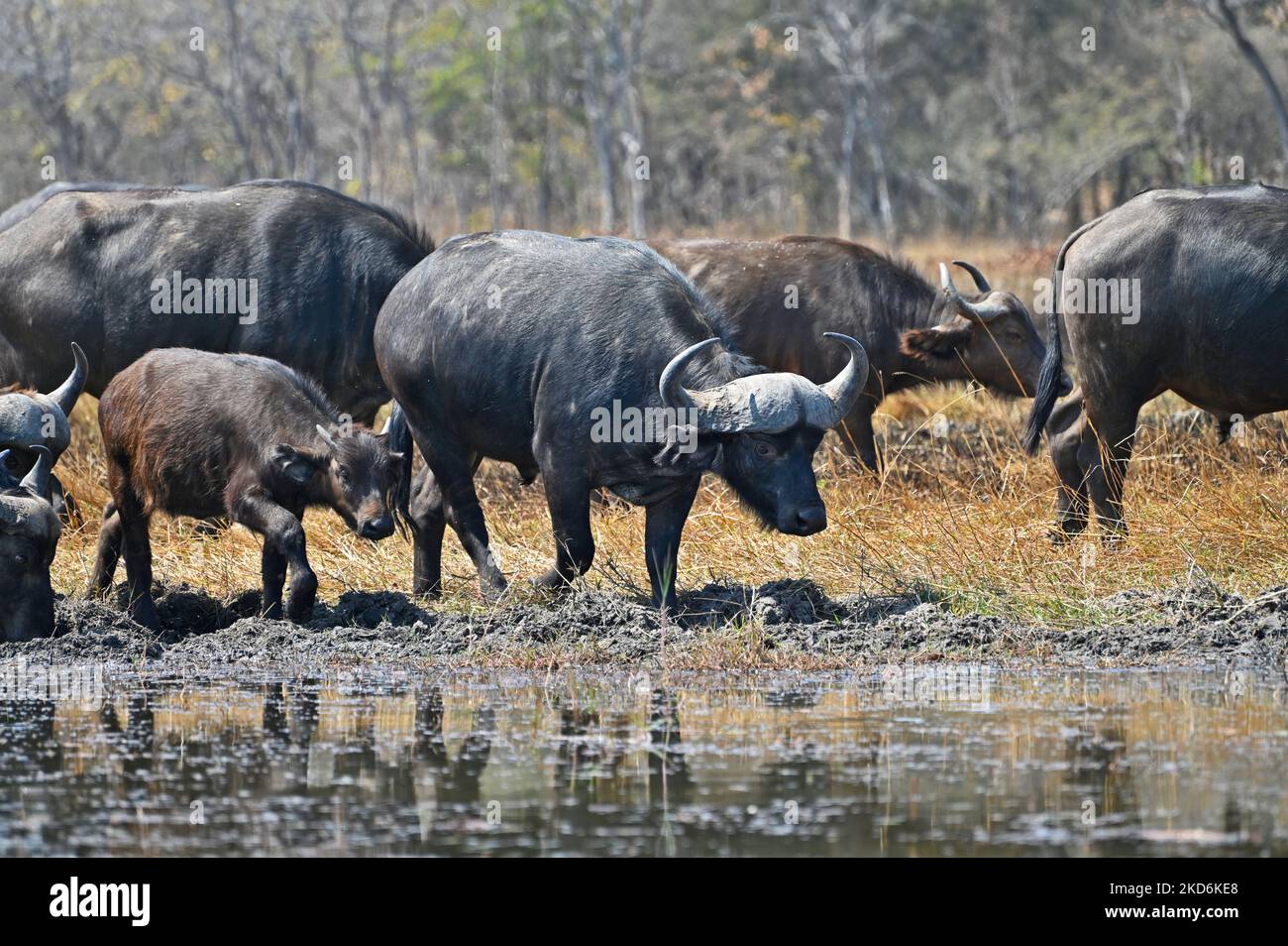 Black cape buffalos standing and walking in shallow waters, Zambia, Africa Stock Photo - Alamy