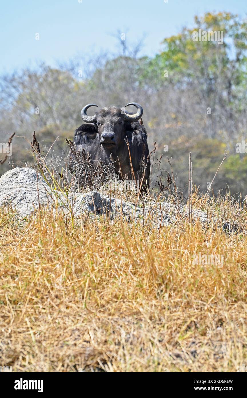 Male african cape buffalo wide hi-res stock photography and images - Alamy