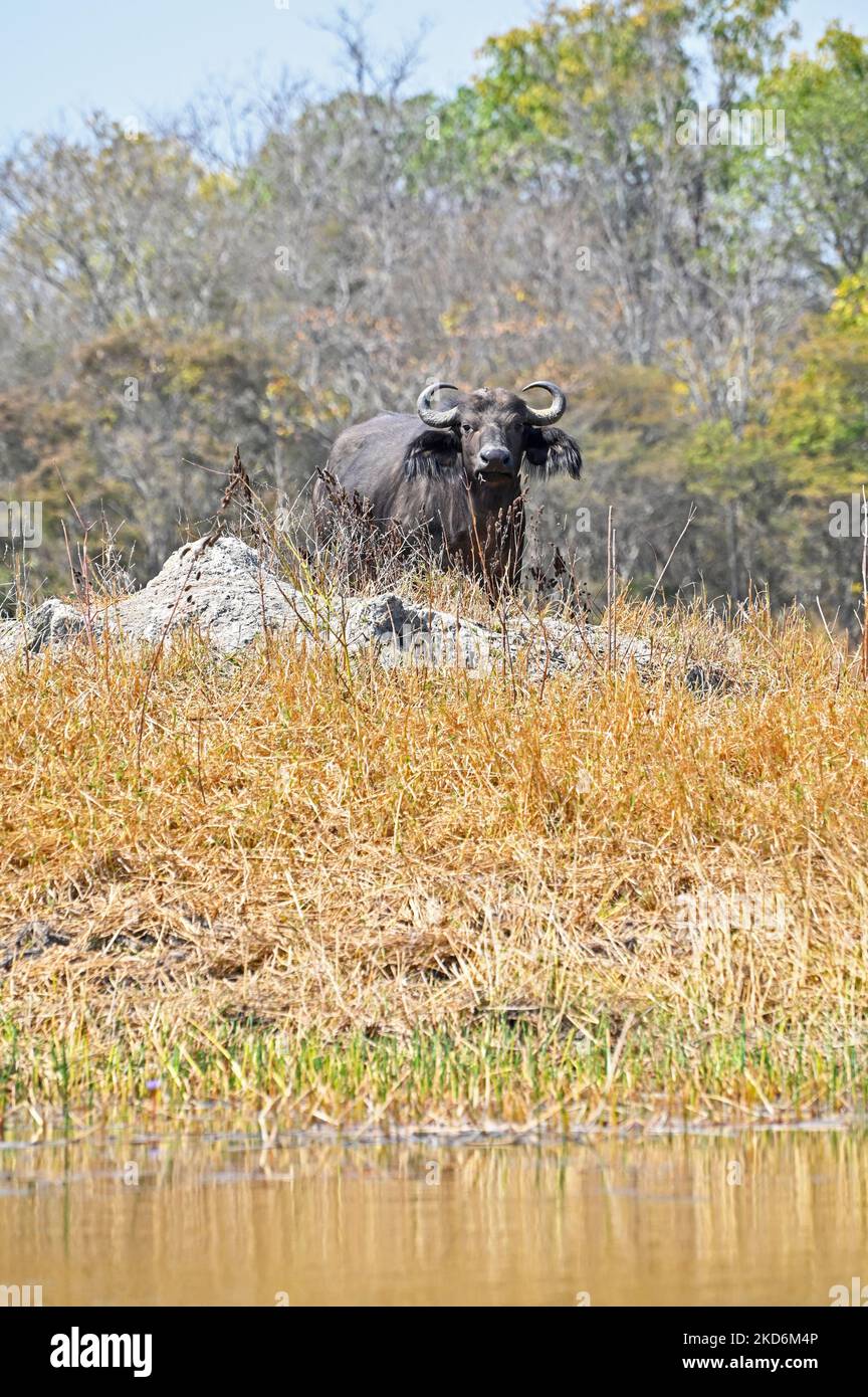 A black male cape buffalo standing and observing, in Zam Stock Photo ...