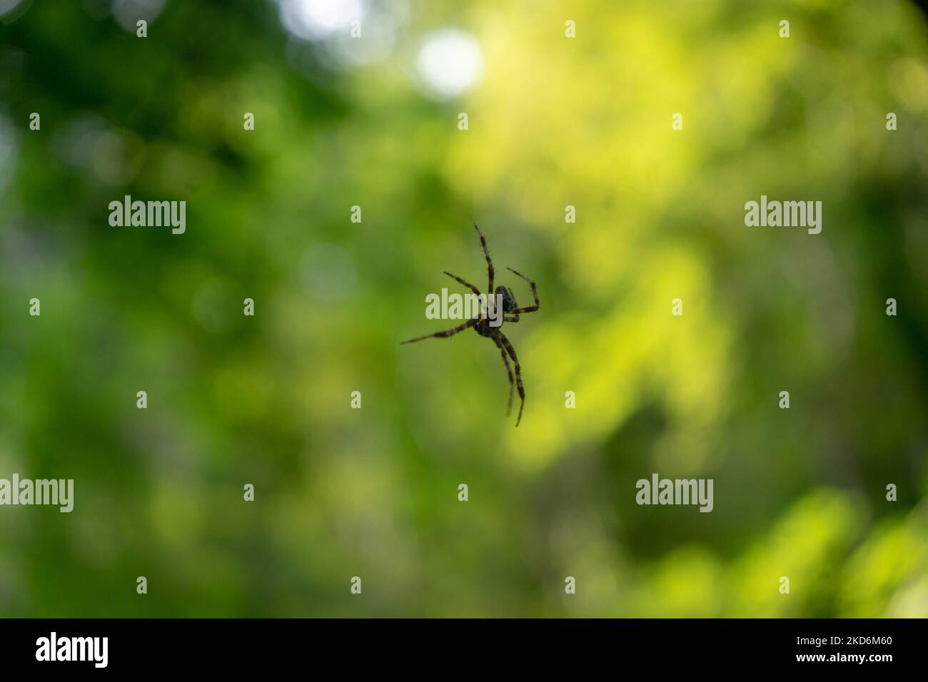 a spider going down its web Stock Photo - Alamy