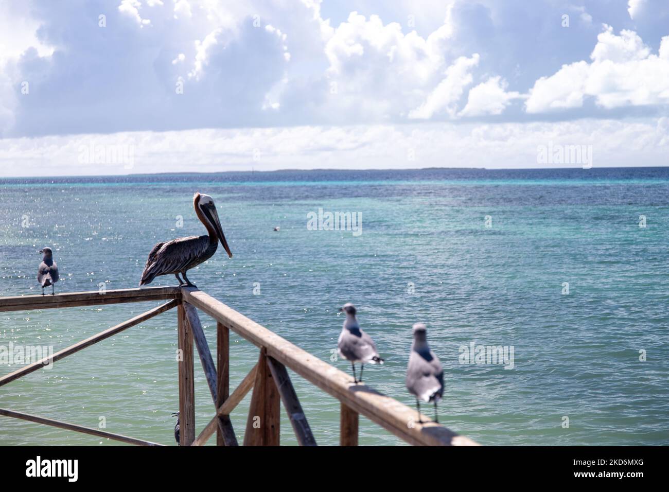 Some pelican birds on rails over a background of a blue ocean Stock ...