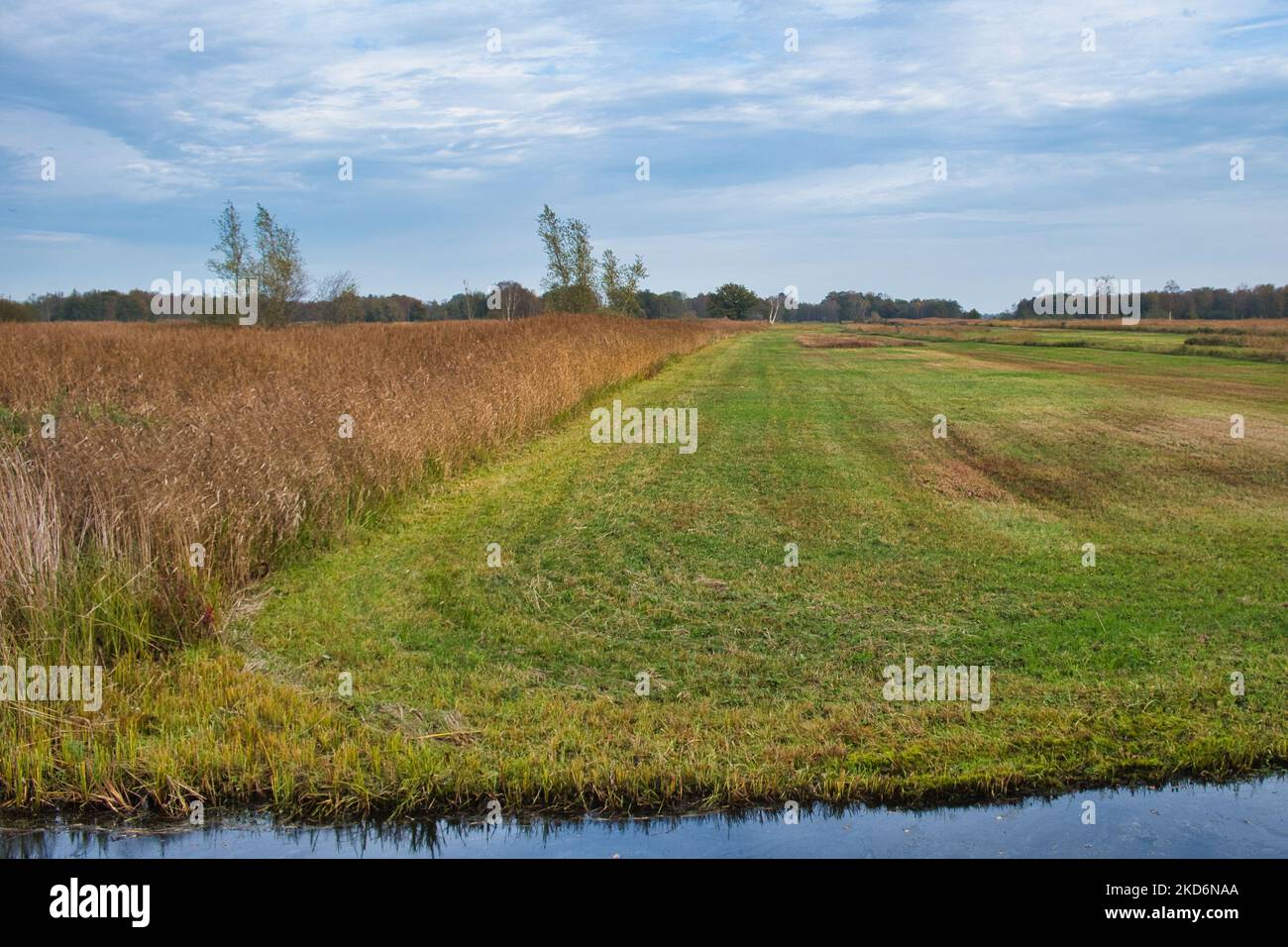 Reedland and grassland in National Park Weerribben-Wieden in the ...
