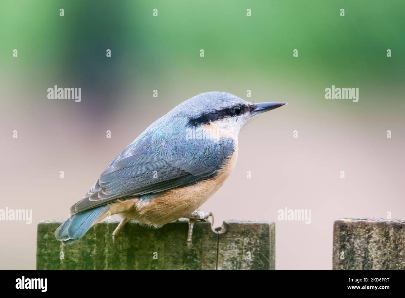 Nuthatch sitta europaea perching hi-res stock photography and images ...