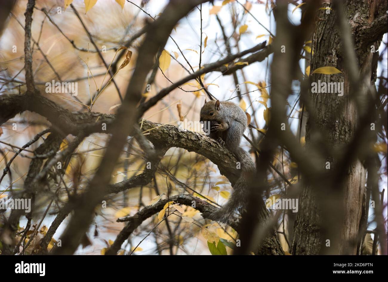 A low angle shot of a squirrel on a tree branch Stock Photo - Alamy