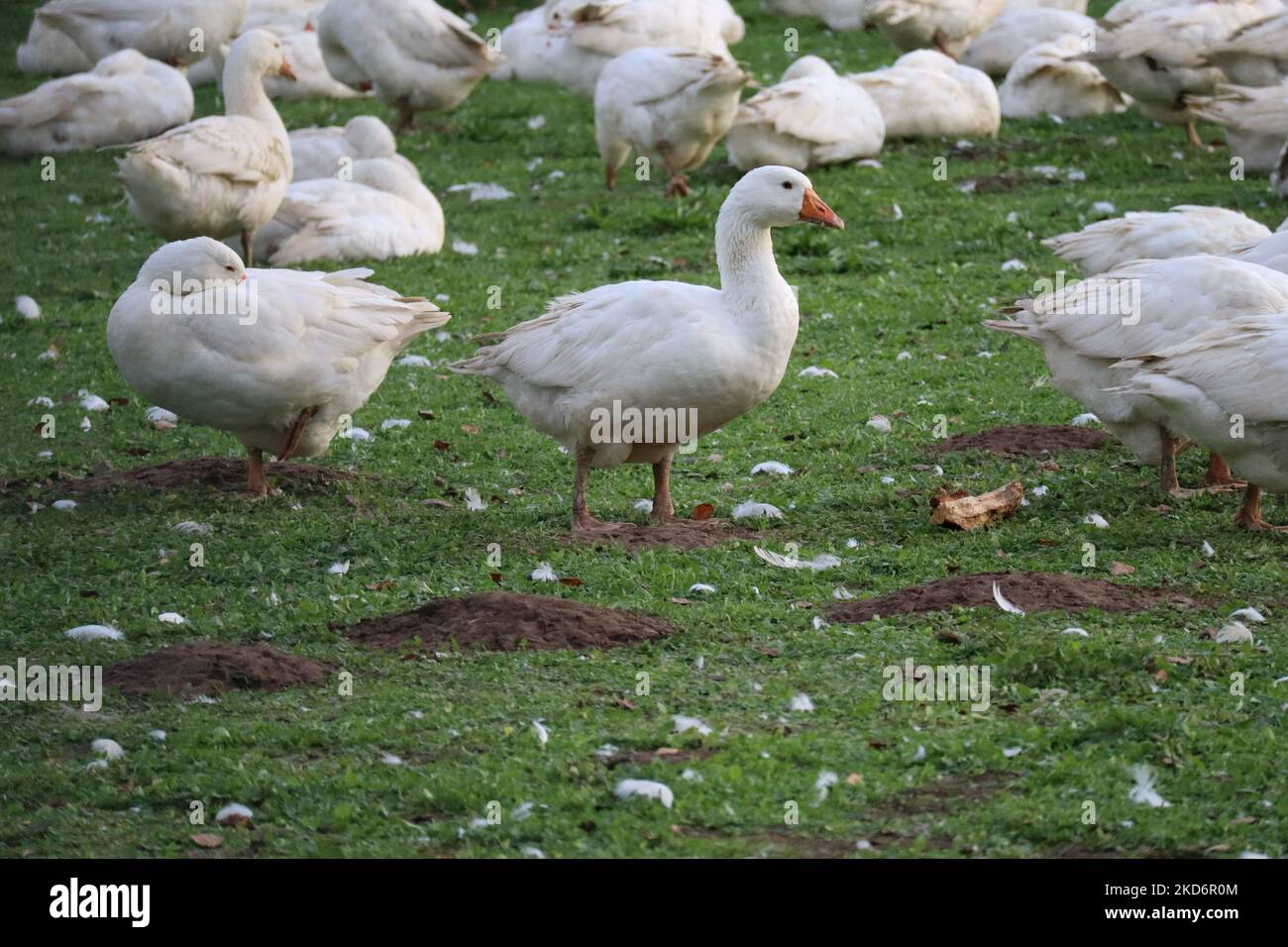 Goose on Goose farm with Feather in Mouth Stock Photo - Alamy
