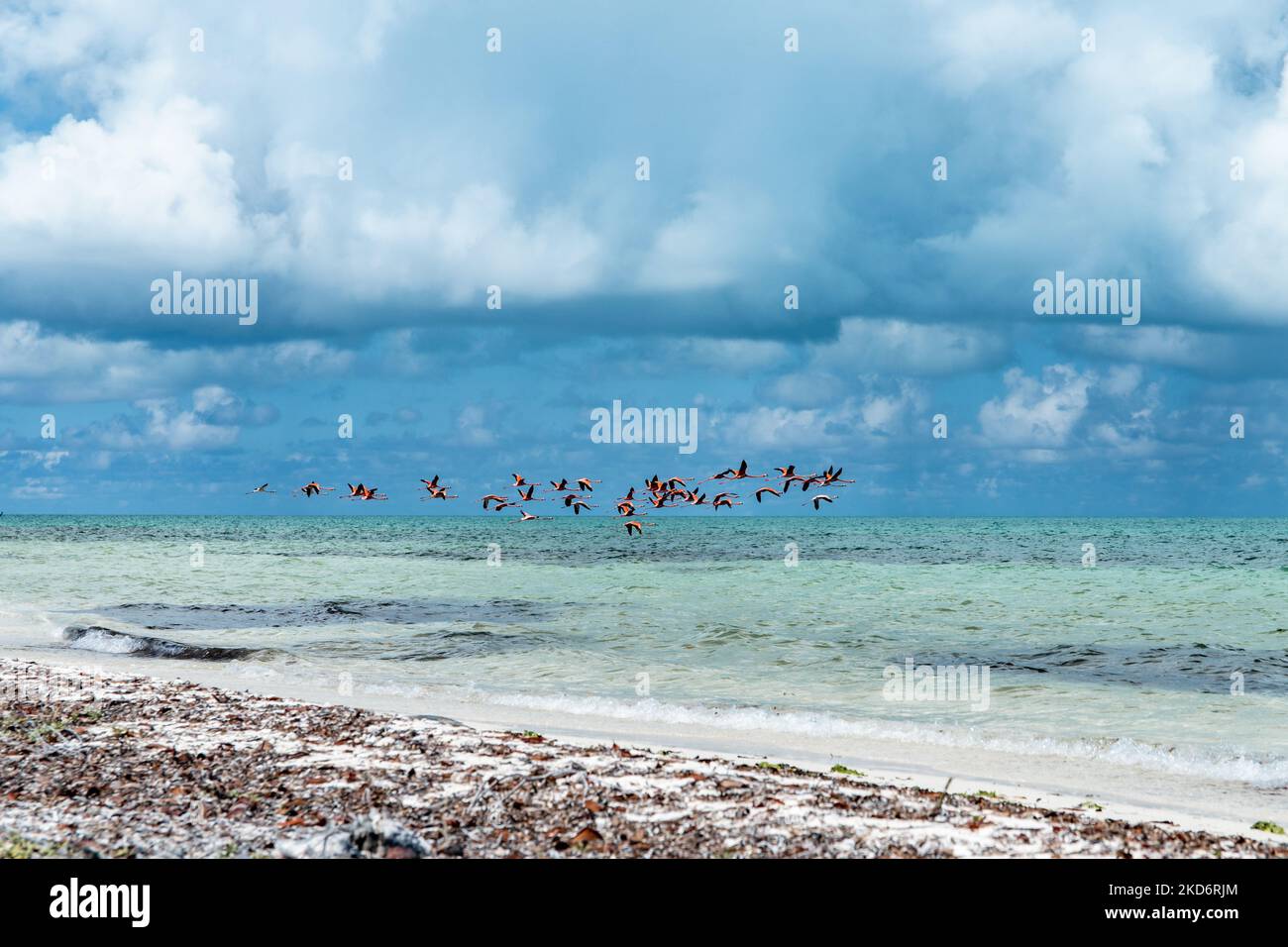 A flock of flamingo birds flying over sea Venezuela Los Roques Stock ...
