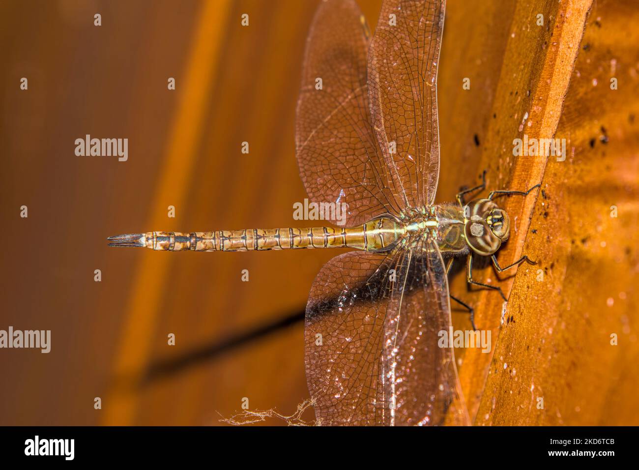 Dragonfly hanging from the ceiling Stock Photo - Alamy