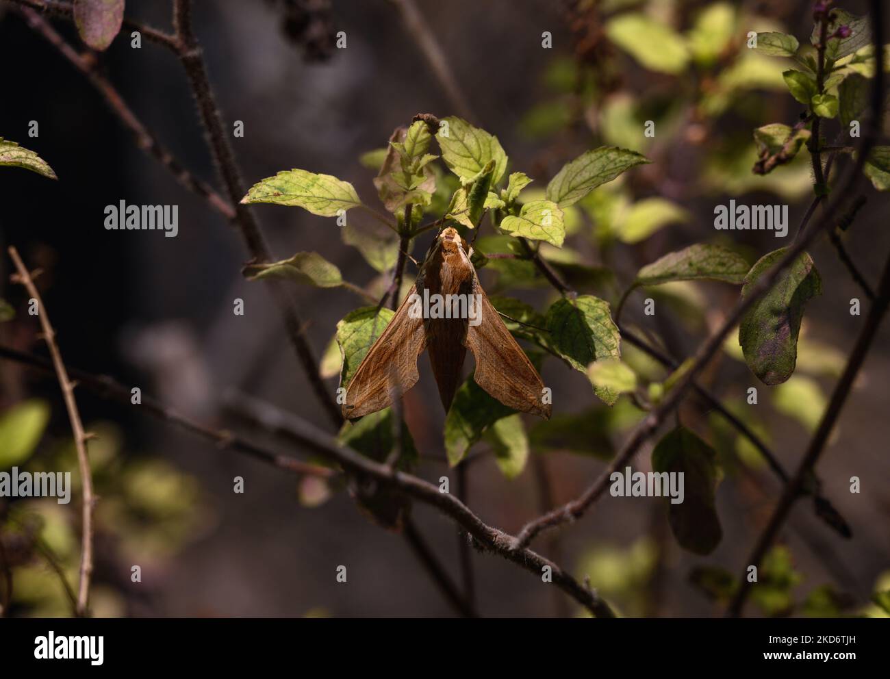Swinhoe's striated hawkmoth (Hippotion rosetta) is a sphingid moth of ...