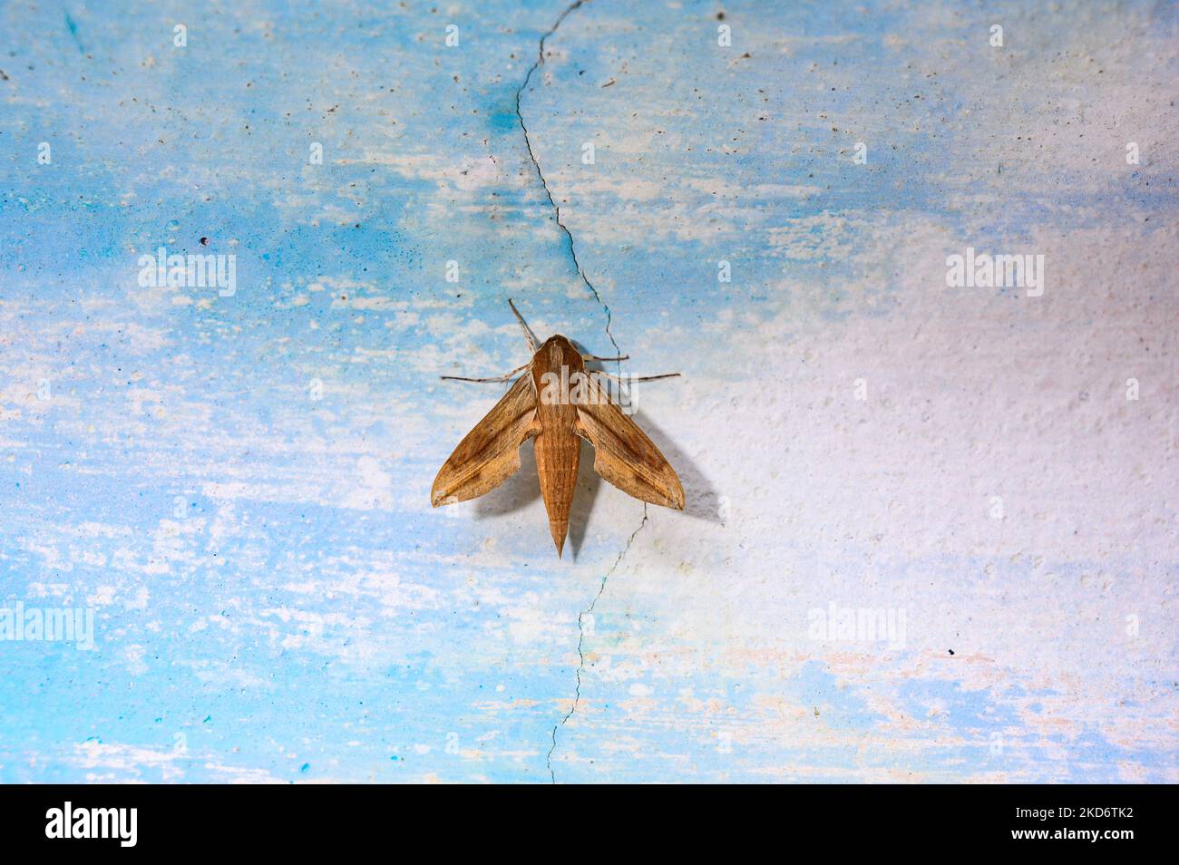 Swinhoe's striated hawkmoth (Hippotion rosetta) is a sphingid moth of ...