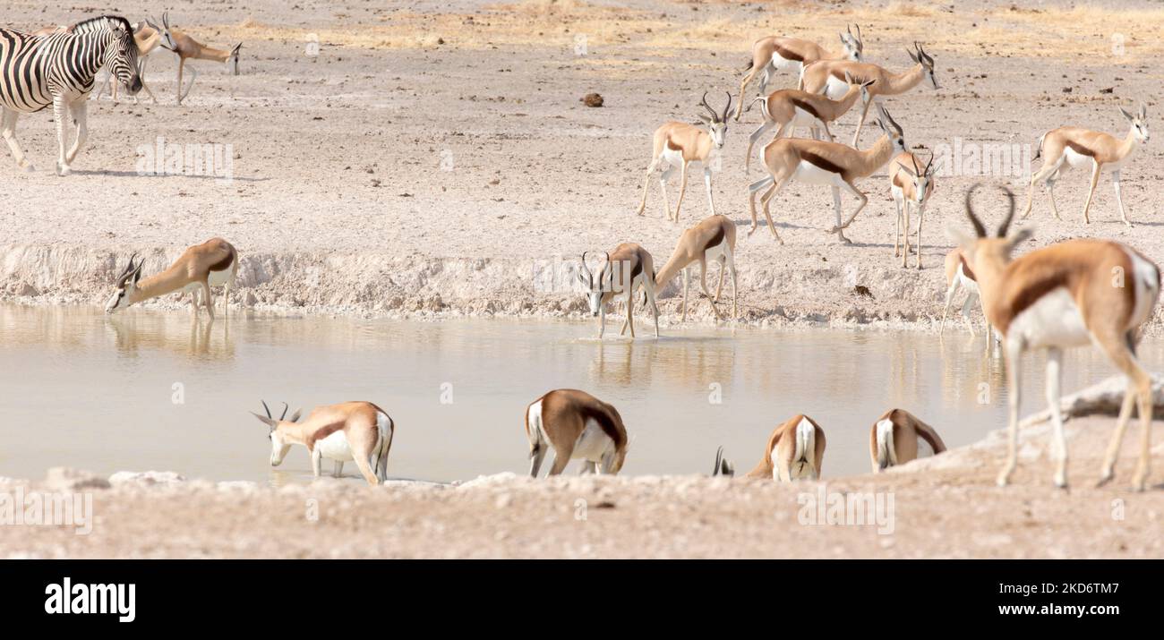 View of a waterhole with animals in Namibia Stock Photo - Alamy