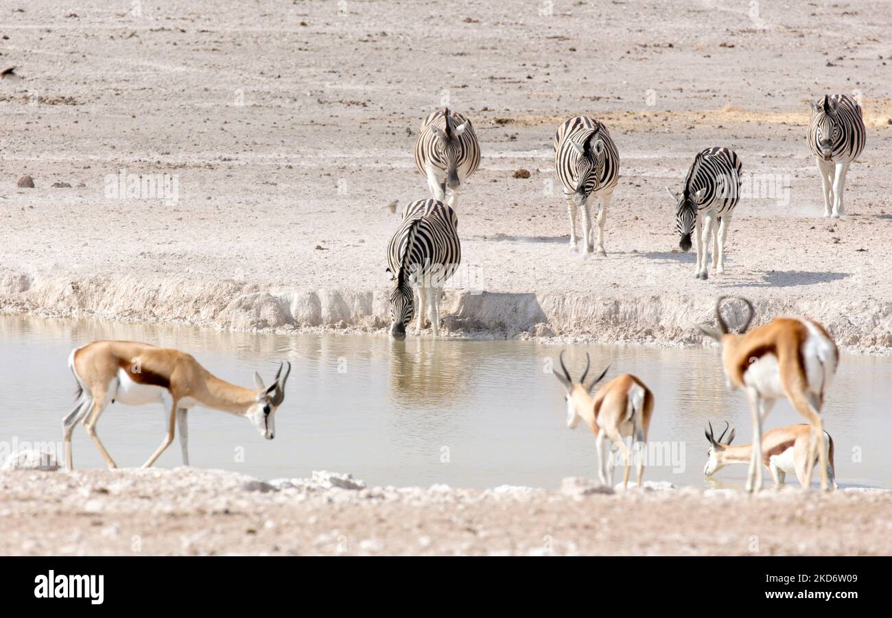 View of a waterhole with animals in Namibia Stock Photo - Alamy