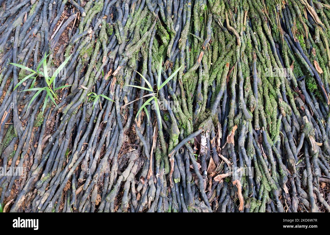 Close view of coconut roots in Seychelles Stock Photo - Alamy