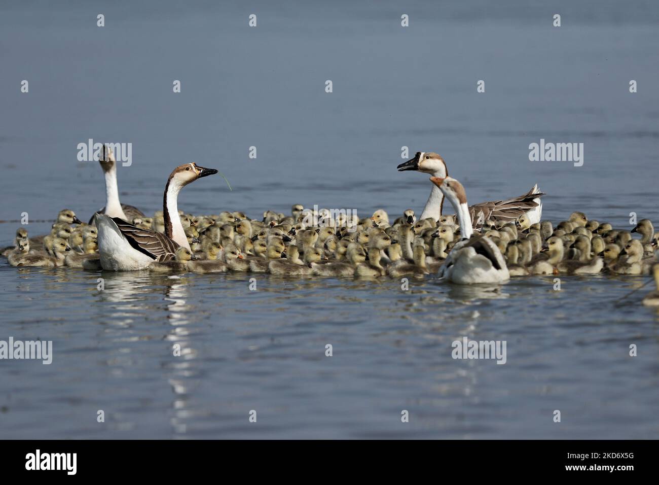 Ningli area hi-res stock photography and images - Alamy