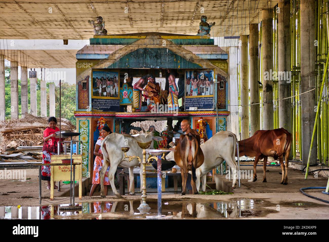 Holy cows surround the main shrine by scaffolding during the ...