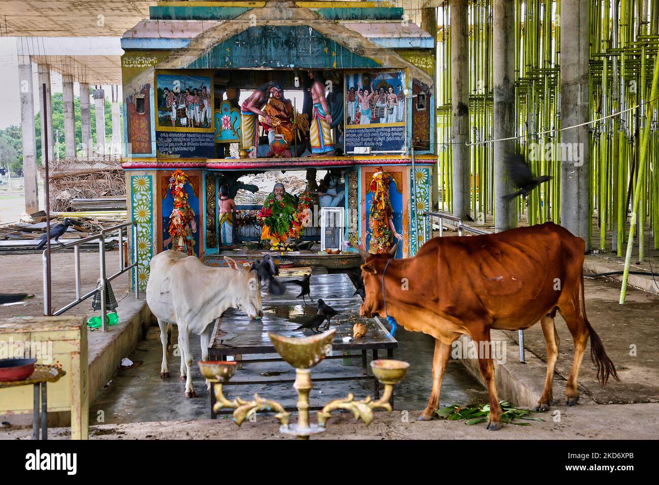 Holy cows surround the main shrine by scaffolding during the ...