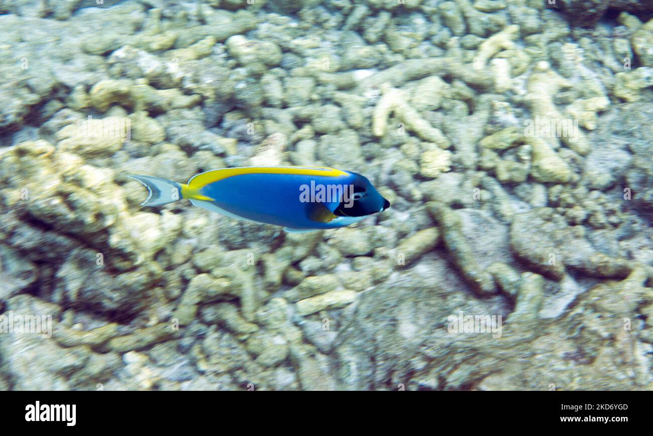 Powder blue surgeon fish hi-res stock photography and images - Alamy