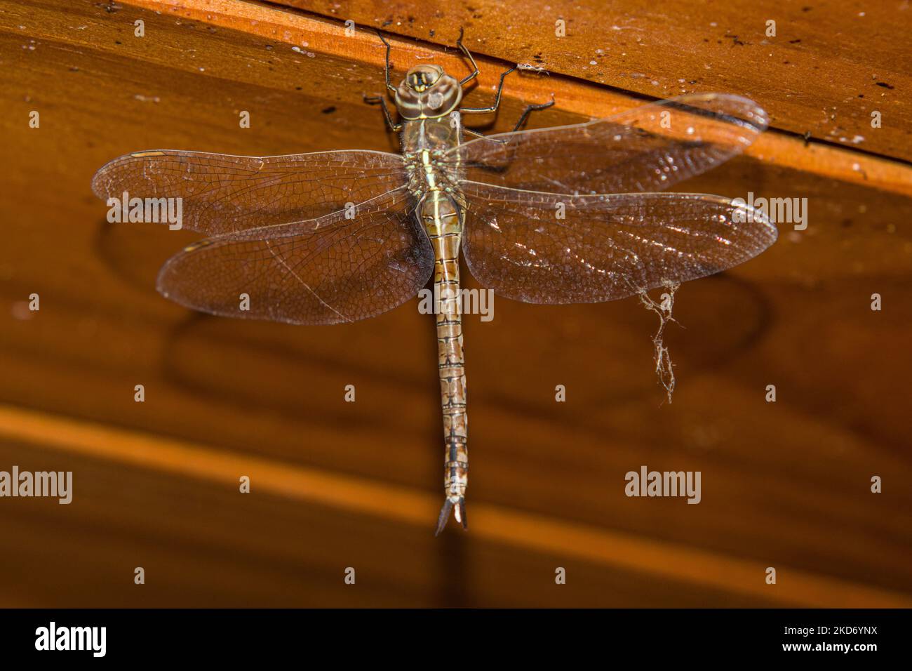Dragonfly hanging from the ceiling Stock Photo - Alamy